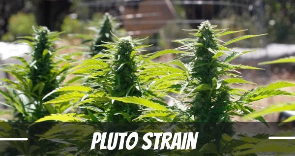 Pluto Kush Cannabis Strain Information and Review 2024
