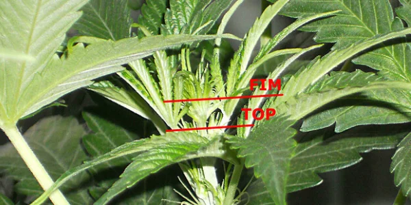 Fimming Cannabis: How to Maximize Your Yield with FIM 'Fuck I Missed'