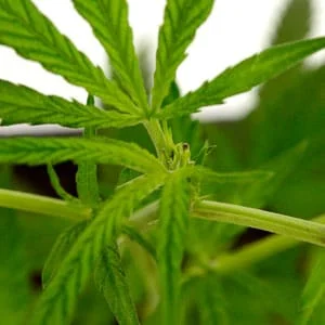 Fimming Cannabis: How to Maximize Your Yield with FIM 'Fuck I Missed'