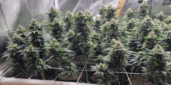 Simple Trick for Bigger Yields – Bud Billions – Your Gateway to ...