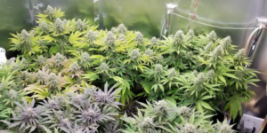 Our Ultimate Guide to Manifolding – Bud Billions – Your Gateway to ...