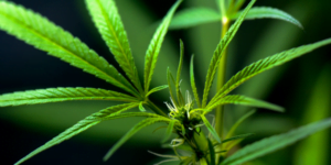 Mr. Clean strain Information & Review