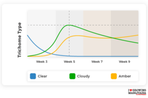 Trichome Harvesting Chart - The Ultimate Guide!
