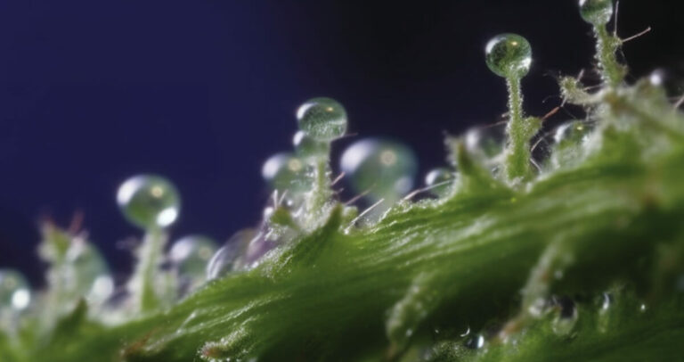 Trichome Harvesting Chart - The Ultimate Guide!