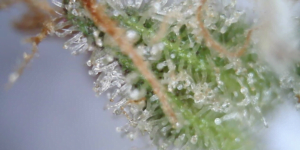 Trichome Harvesting Chart - The Ultimate Guide!