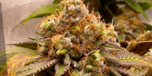 Autoflower Life Cycle Week By Week with Pictures – Bud Billions – Your ...
