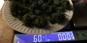 Best Weed Scales for Marijuana Buds Top 10!