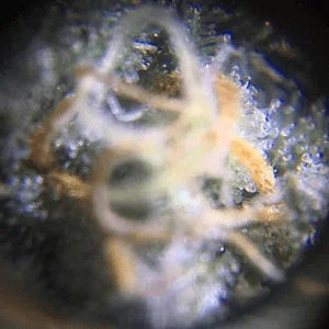 Growing Blueberry Autoflower Indoors - Step by Step Journal