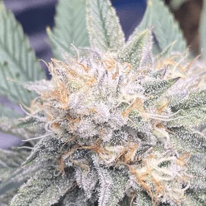 Gelato 33 Weed Strain Review and Information