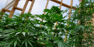 Horchata Weed Strain Review and Information - ILGM