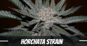 Horchata Weed Strain Review and Information - ILGM