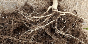 How to Avoid Airy And Loose Marijuana Buds