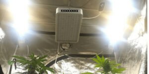 How to Avoid Airy And Loose Marijuana Buds