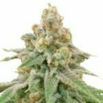 Guava Cake Weed Strain Information and Review - ILGM