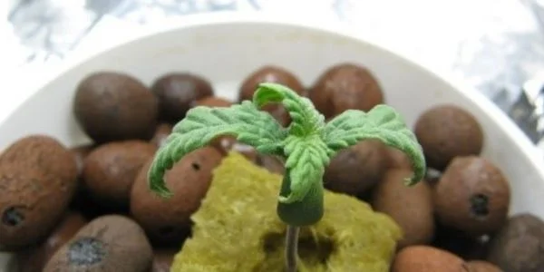 How to Fix Wilting and Drooping Leaves on Cannabis Plants