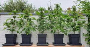 Growing Articles - I Love Growing Marijuana