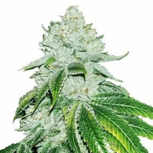 Candy Rain Weed Strain Information and Review – Bud Billions – Your ...