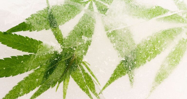 Freeze-Drying Cannabis: Unlocking Potency & Extraction Efficiency