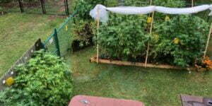 Indoor vs Outdoor Grown Cannabis: Whats the Best Environment?