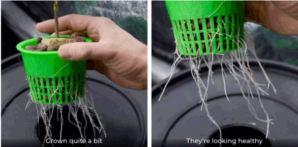 Learn How to Germinate Cannabis Seeds with Hydrogen Peroxide