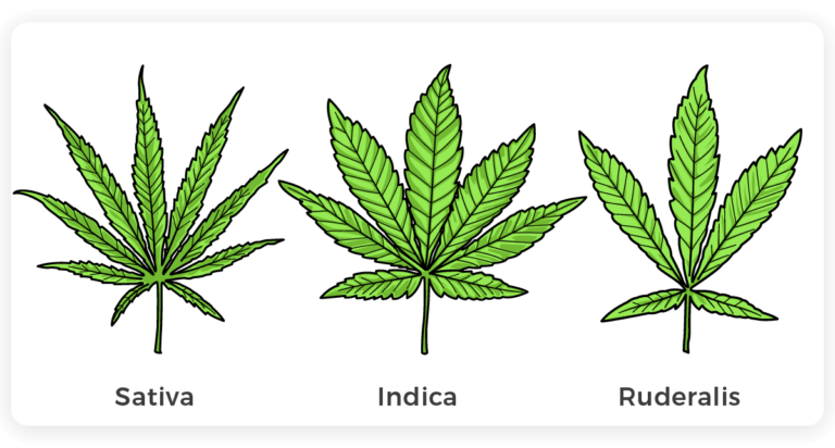 Unveiling the Mystery: What is Cannabis Ruderlais?