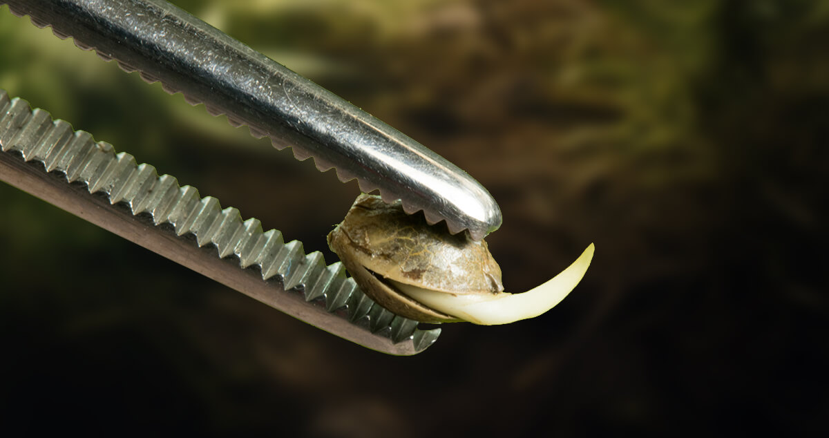 Marijuana Grow Guides, Tips, and Cultivation Tutorials