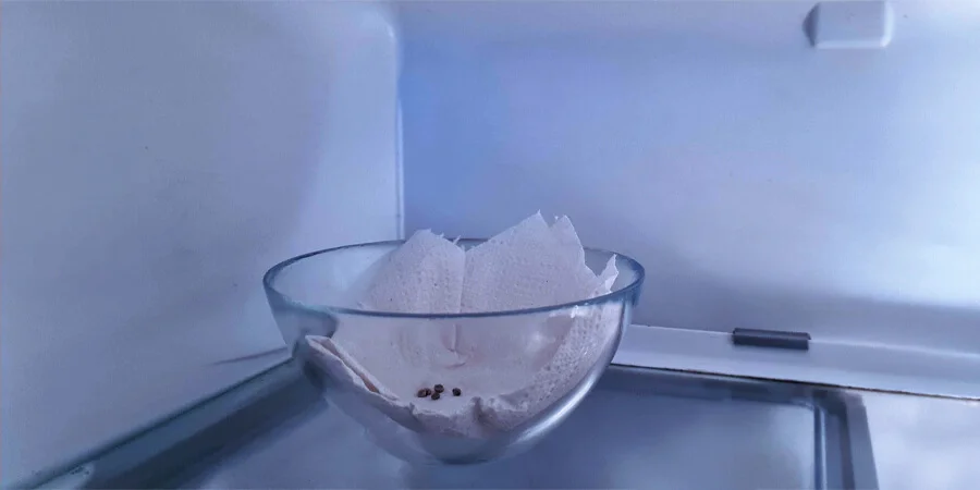 Cannabis Seed Stratification: Using Cold Water to Wake Up Seeds