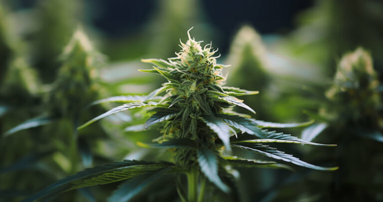 Papaya Punch Weed Strain Information and Reviews - I Love Growing Marijuana